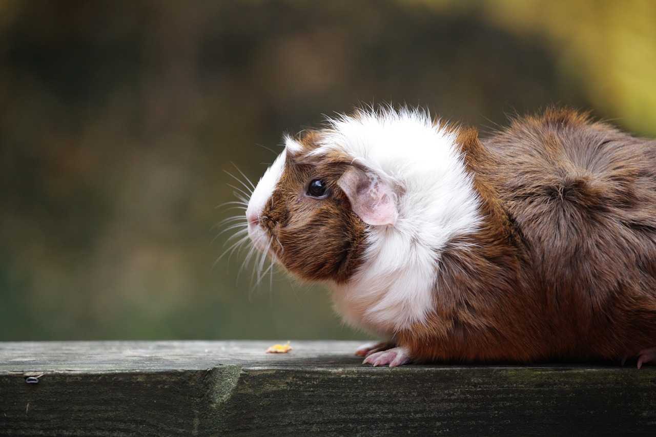 Tengerimalac fajták – Teljes útmutató - LuckyPet