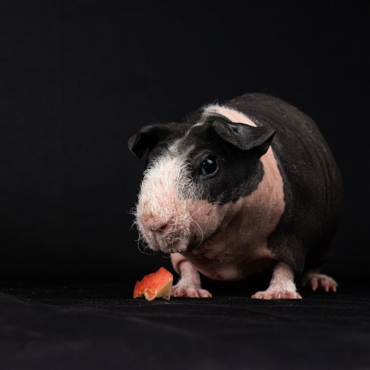 Tengerimalac fajták – Teljes útmutató - LuckyPet