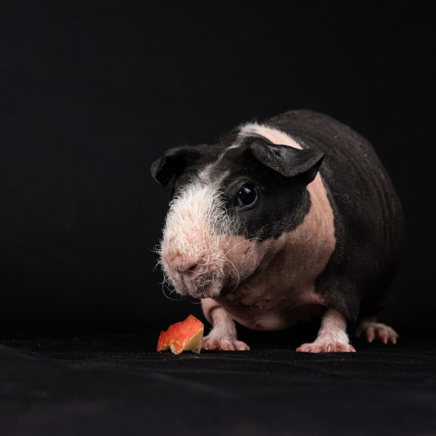 Tengerimalac fajták – Teljes útmutató - LuckyPet