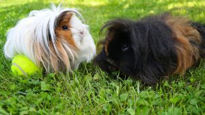 Tengerimalac fajták – Teljes útmutató - LuckyPet
