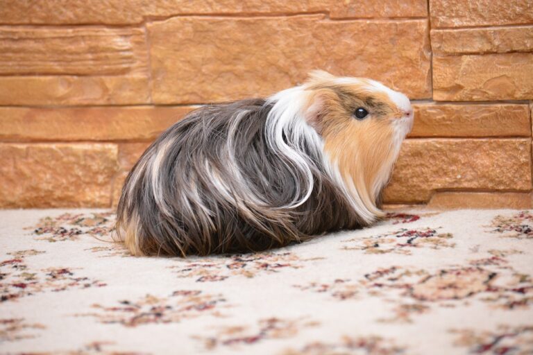 Tengerimalac fajták – Teljes útmutató - LuckyPet